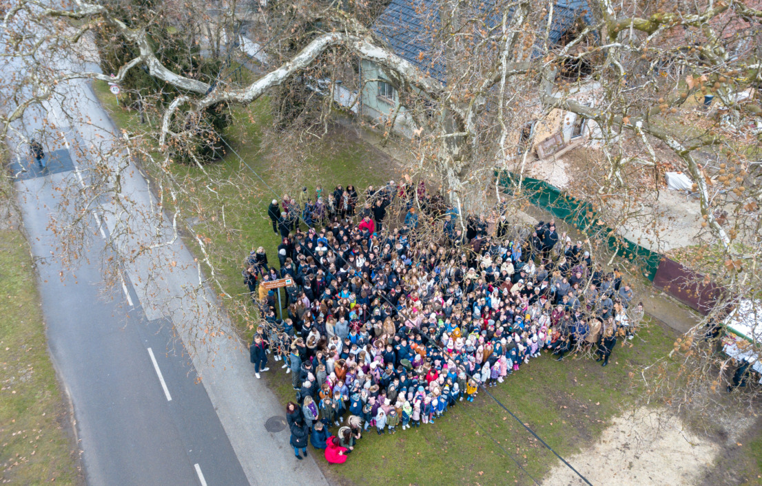 U Nedelišću obljetnica zaštite jedne od najvećih i najstarijih platana ...