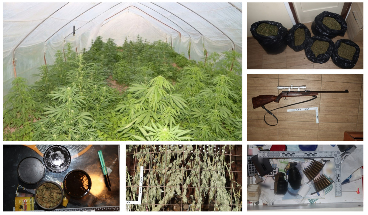 KAKVA ZAPLJENA Policija pronašla plastenik s čak 85 stabljika indijske ...