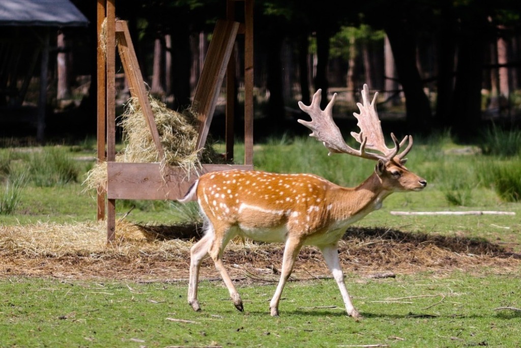 Monstrum ušao u nastambu za životinje i usmrtio jelena lopatara - Klikaj.hr