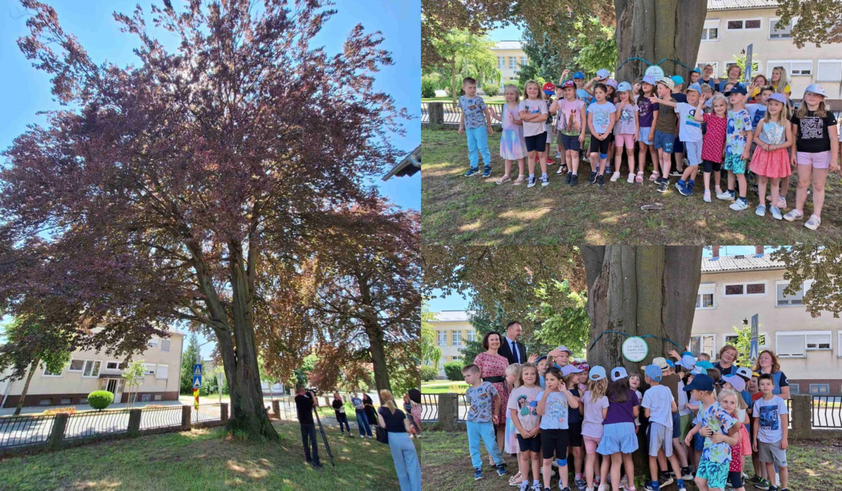 FOTO Crvenolisna bukva iz Novog Marofa prvo je 'Stablo godine ...